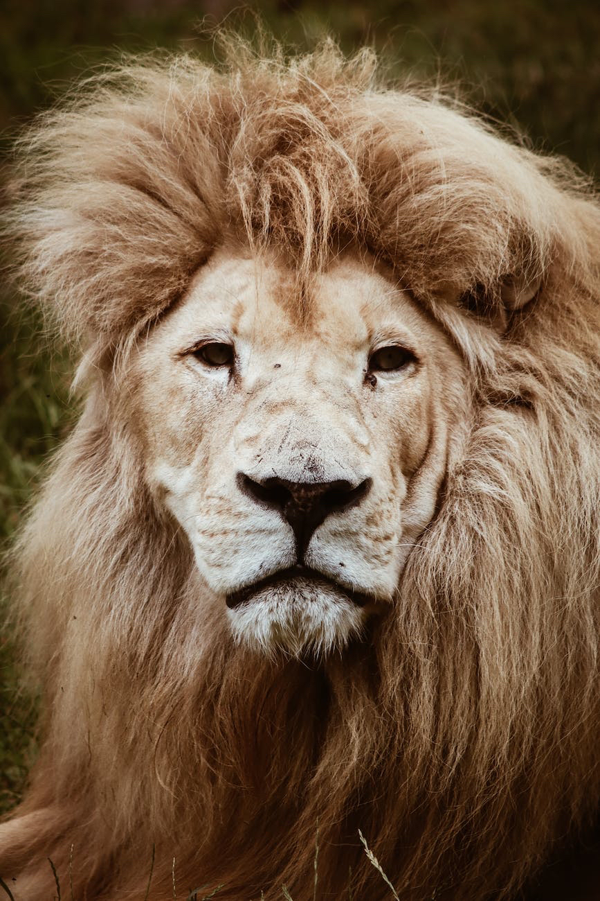 The Paradox of Productivity: Embracing the Lion’s Work Ethic – Maverick